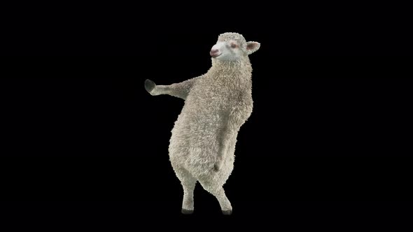 04 Sheep Dancing 4K, Motion Graphics | VideoHive