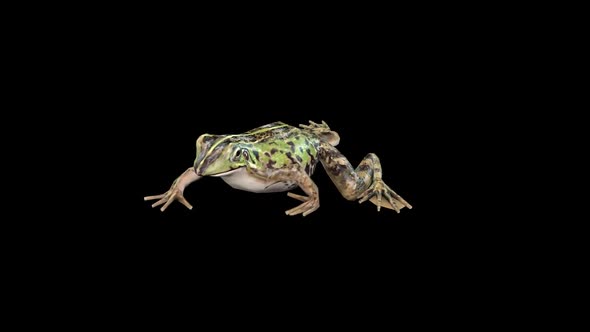 Frog Walk 2, Motion Graphics | VideoHive