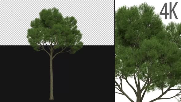 Pine Tree, Motion Graphics | VideoHive