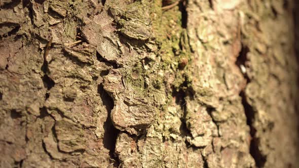 Macro Bark Tree 3, Stock Footage | VideoHive