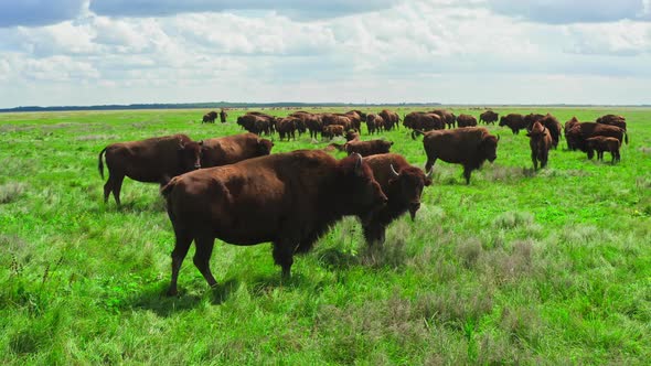 Buffalo Wildlife Animal Park Population Flock Nature Travel, Stock Footage
