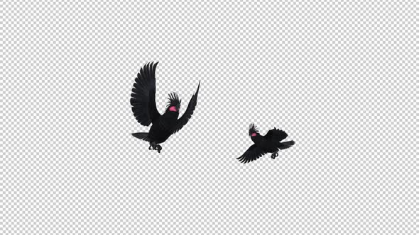 White Doves - Flock of 5 - 4K Flying Transition by VideoMagusFX | VideoHive