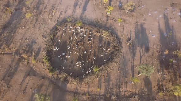Goats on pastureland in Angola, Africa, Stock Footage | VideoHive