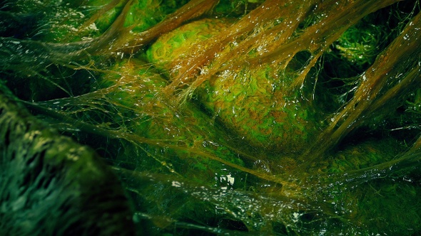 Alien Autopsy - Shell Opened With Slimy Organs Inside, Stock Footage