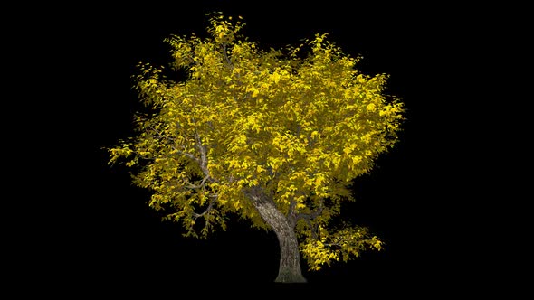 Autumn Tree, Motion Graphics | VideoHive