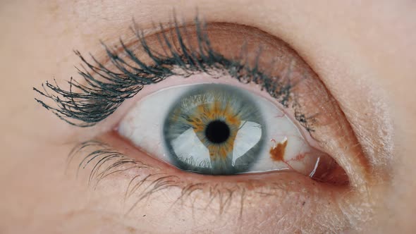 Eyeball Mole Close Up, Stock Footage | VideoHive