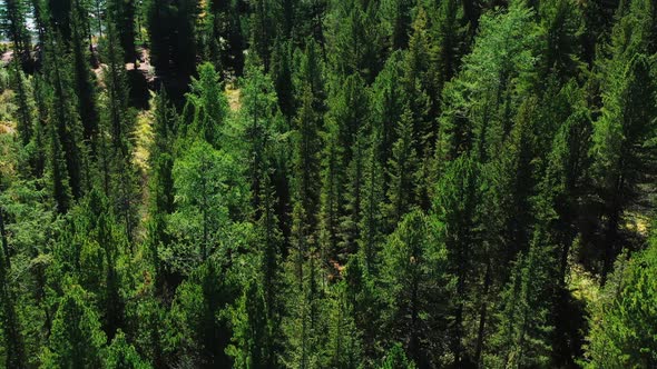 dense forest view from above, Stock Footage | VideoHive