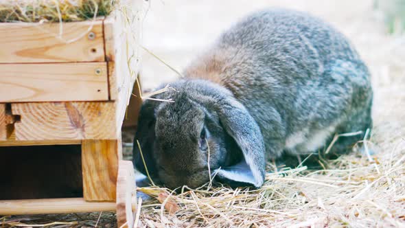 Easter bunnies play, eat and rest in the paddock., Stock Footage ...