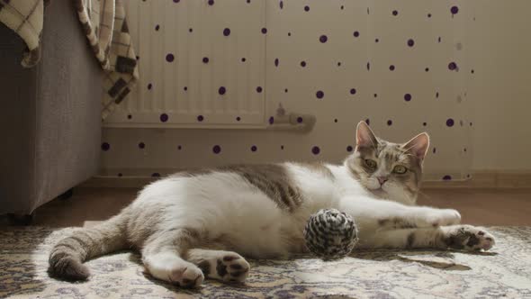 Lazy White Cat Catching a Ball in Slow Motion, Stock Footage | VideoHive