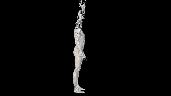 Anatomy Body and Skeleton Transform, Motion Graphics | VideoHive