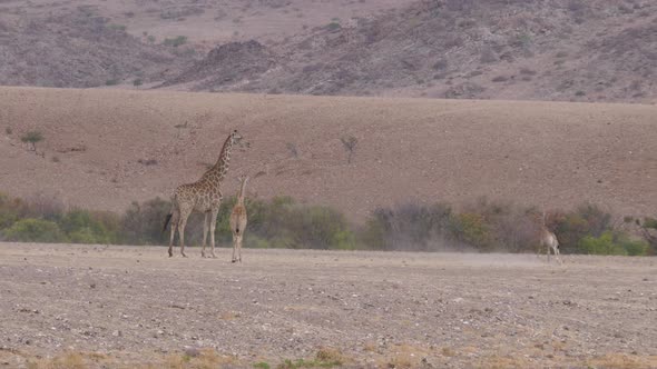 Baby Giraffe Running Around Her Mom on The Savanna, Stock Footage ...
