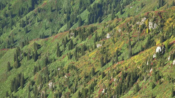 Autumn Colored Bushes Among Sparse Pine Trees in Forest, Stock Footage