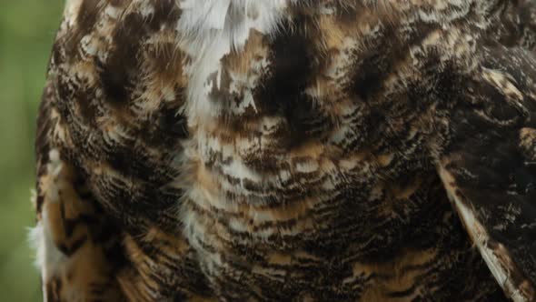 Tilt up great horned owl on forest background, Stock Footage | VideoHive