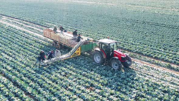 Farmworkers are Loading Cabbage Into the Harvesting Tractor, Stock Footage