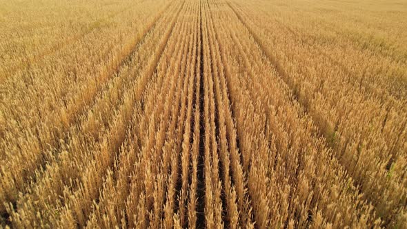 Wheat Rows, Stock Footage | VideoHive