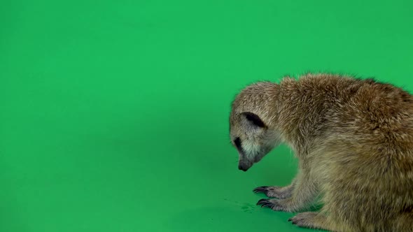Meerkat - Suricata Suricatta Eating Something on a Green Background ...