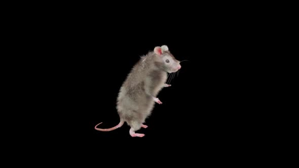 Rat Dancing Hd, Motion Graphics | VideoHive