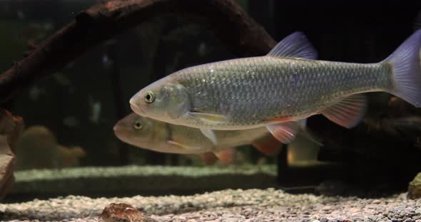 Common Dace, leuciscus leuciscus, Adults Swimming, Slow motion 4K ...