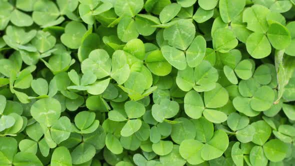 Irish Clover Grows on the Ground As a Natural Background Slow Motion ...