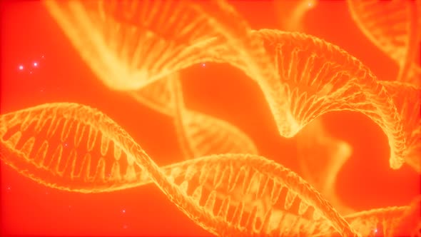 Structure of the DNA Double Helix Animation, Motion Graphics | VideoHive