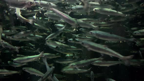 Shoal fish at Kamon Aquarium, Japan., Stock Footage | VideoHive