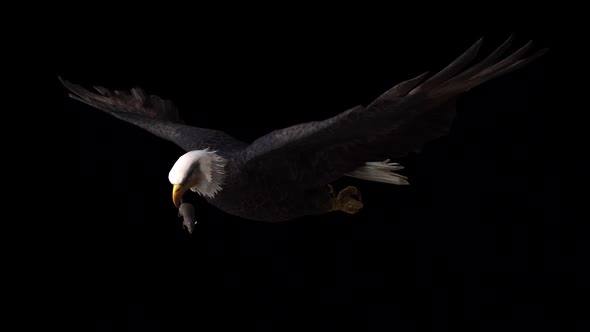 Eagle With Hunted Mouse, Motion Graphics | VideoHive