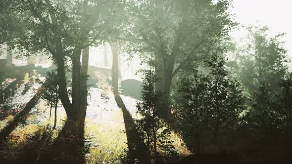 Hyperlapse in a Summer Forest in Fog, Motion Graphics | VideoHive