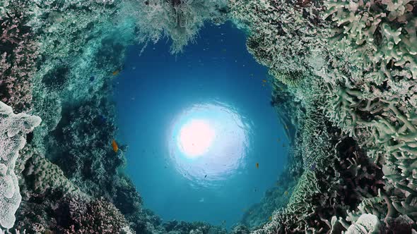 Coral Reef and Tropical Fish. Panglao, Philippines., Stock Footage