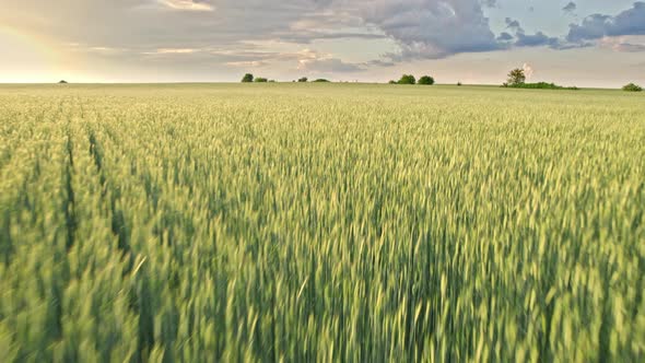Aerial View From Drone Above Farm Green Wheatfield, Stock Footage ...