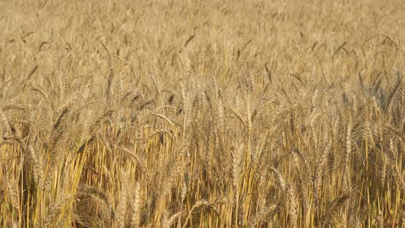 Barley Farm, Stock Footage | VideoHive