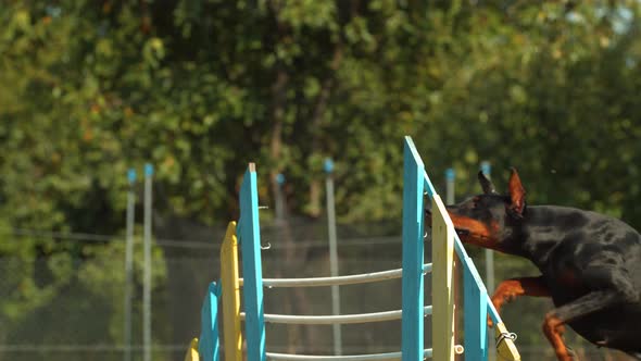 Black doberman jumping over agility fence, Ultra Slow Motion, Stock Footage