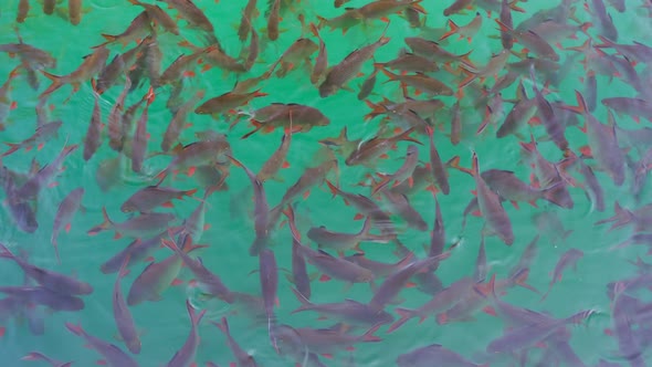 Big Group of Red Tail Carp at Khao Sok National Park, Stock Footage