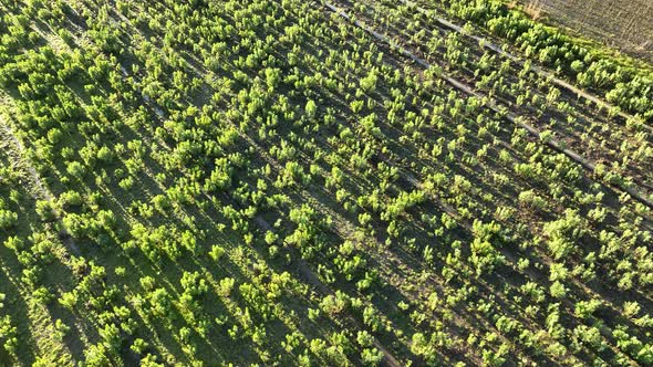 Farm Green Fields Texture 4 K, Stock Footage | VideoHive