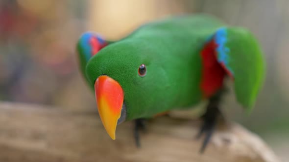 Green Eclectus Parrot with Orange Nib and Red and Blue Feathers at Bali ...