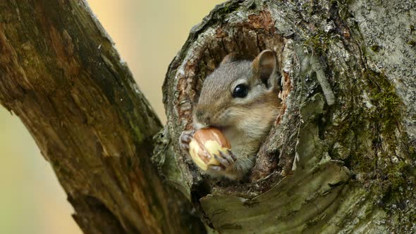 Small quite Squirrel hide in the hole of a tree chewing on a big nut ...