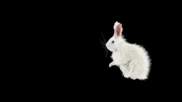 62 Rabbit Flip Kick HD, Motion Graphics | VideoHive