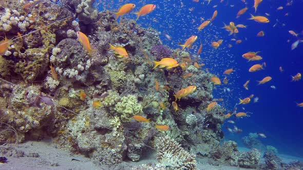 Beautiful Red Sea Lion-Fish, Stock Footage | VideoHive
