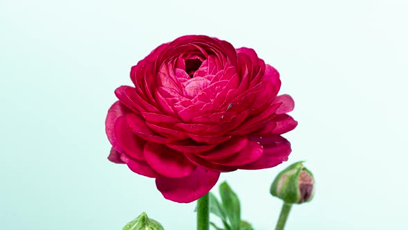 Time Lapse of Opening Red Flower Buttercup on a Light Blue Background ...
