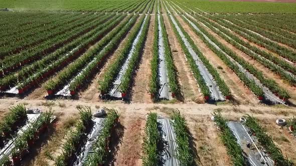Aerial view of Blueberry Field, Stock Footage | VideoHive