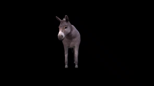 Donkey Idle View From Front, Motion Graphics | VideoHive