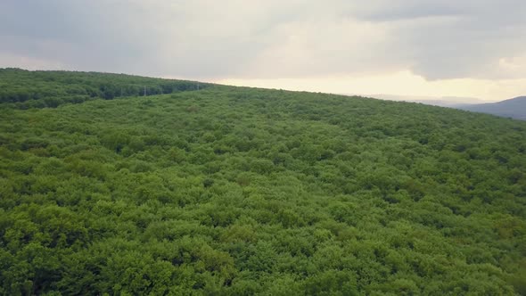 Very dense mixed green forest - view from above, aerial footage with no ...