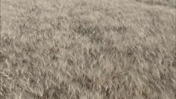 Top View of a Wheatfield, Stock Footage | VideoHive