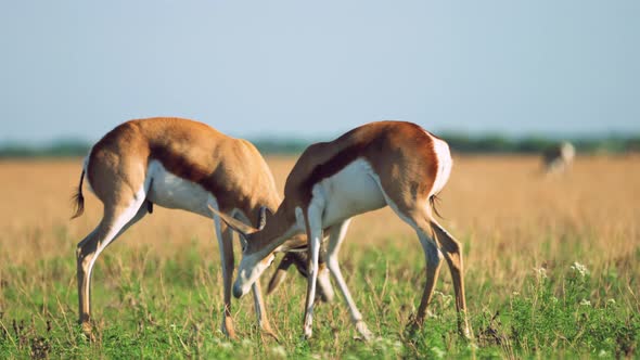 Full tracking shot of two Springboks locking horns in the grasslands of ...