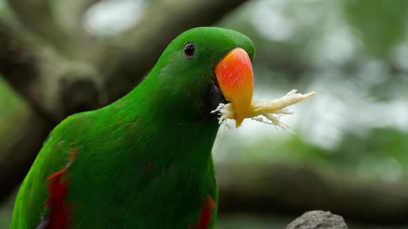 Eclectus Parrot Eat Sugar Cane, Stock Footage | VideoHive