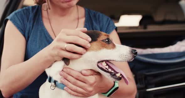 Crop Hands Petting Dog, Stock Footage | VideoHive