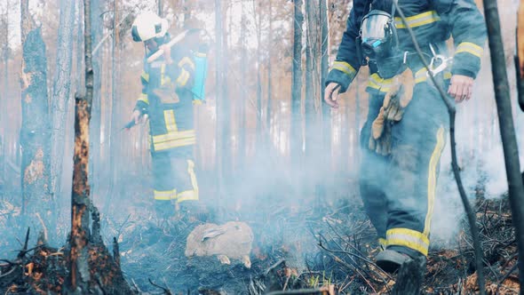 A Fireman is Saving a Rabbit in the Burning Forest, Stock Footage ...