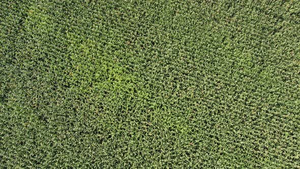 Corn Field Plantation Top View, Stock Footage | VideoHive