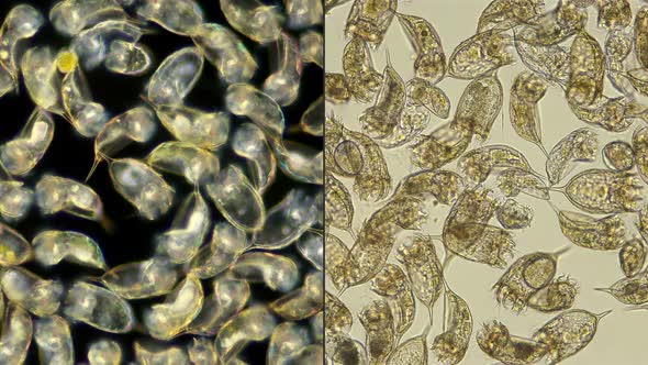 The Colony of Plankton Rotifers Rotifera Keratella Cochlearis ...