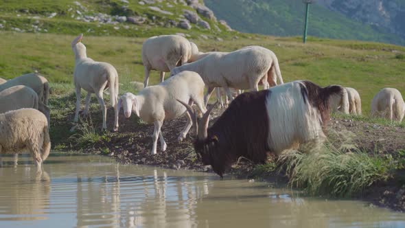 Sheep and a Billy Goat on a Puddle in the Mountains, Stock Footage
