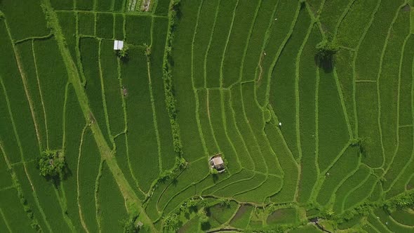 Bird's Eye View of Green Paddy Fields with Rooftop of Houses in Asia ...